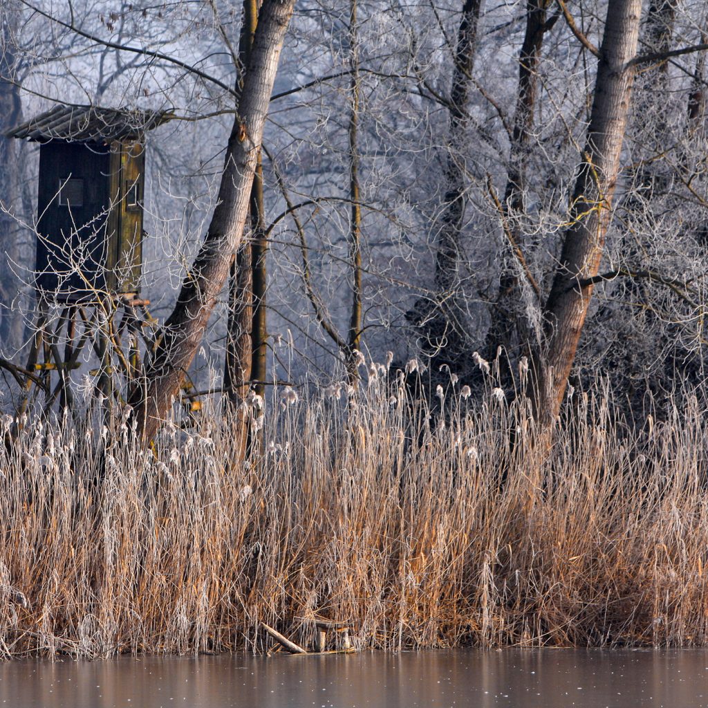 Im Auwald - Waldvielfalt