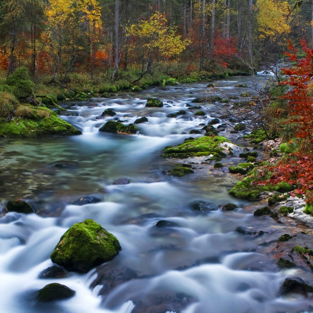 Waldbach - Waldvielfalt